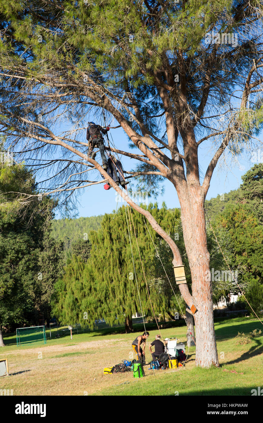 Cutting down a large garden tree Stock Photo - Alamy