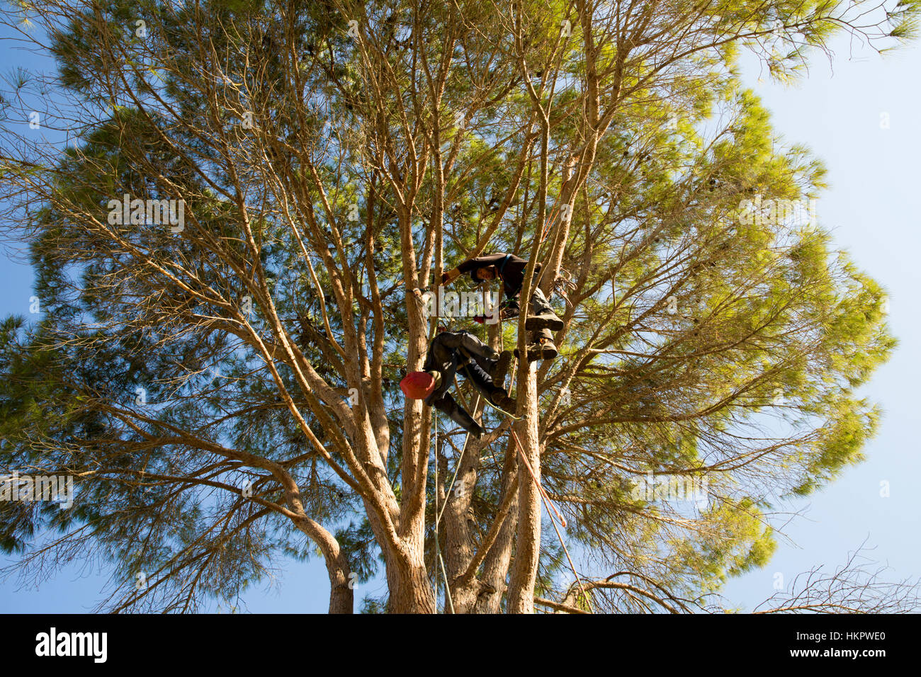 Sawing timber garden hi-res stock photography and images - Alamy