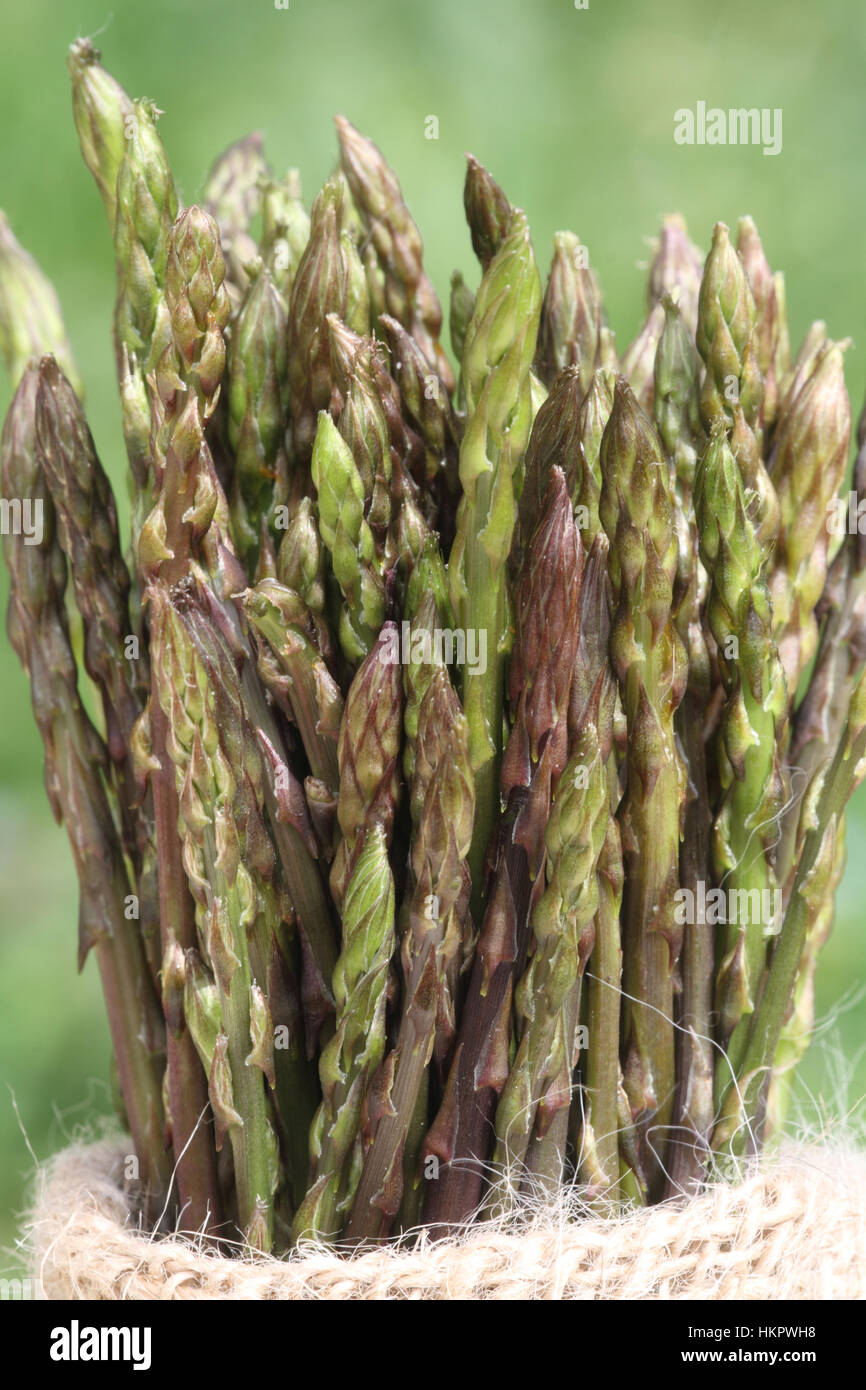 Asparagus root hi-res stock photography and images - Alamy