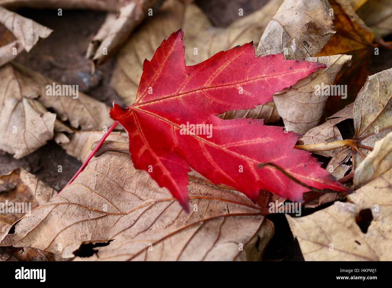 Petiole hi-res stock photography and images - Alamy