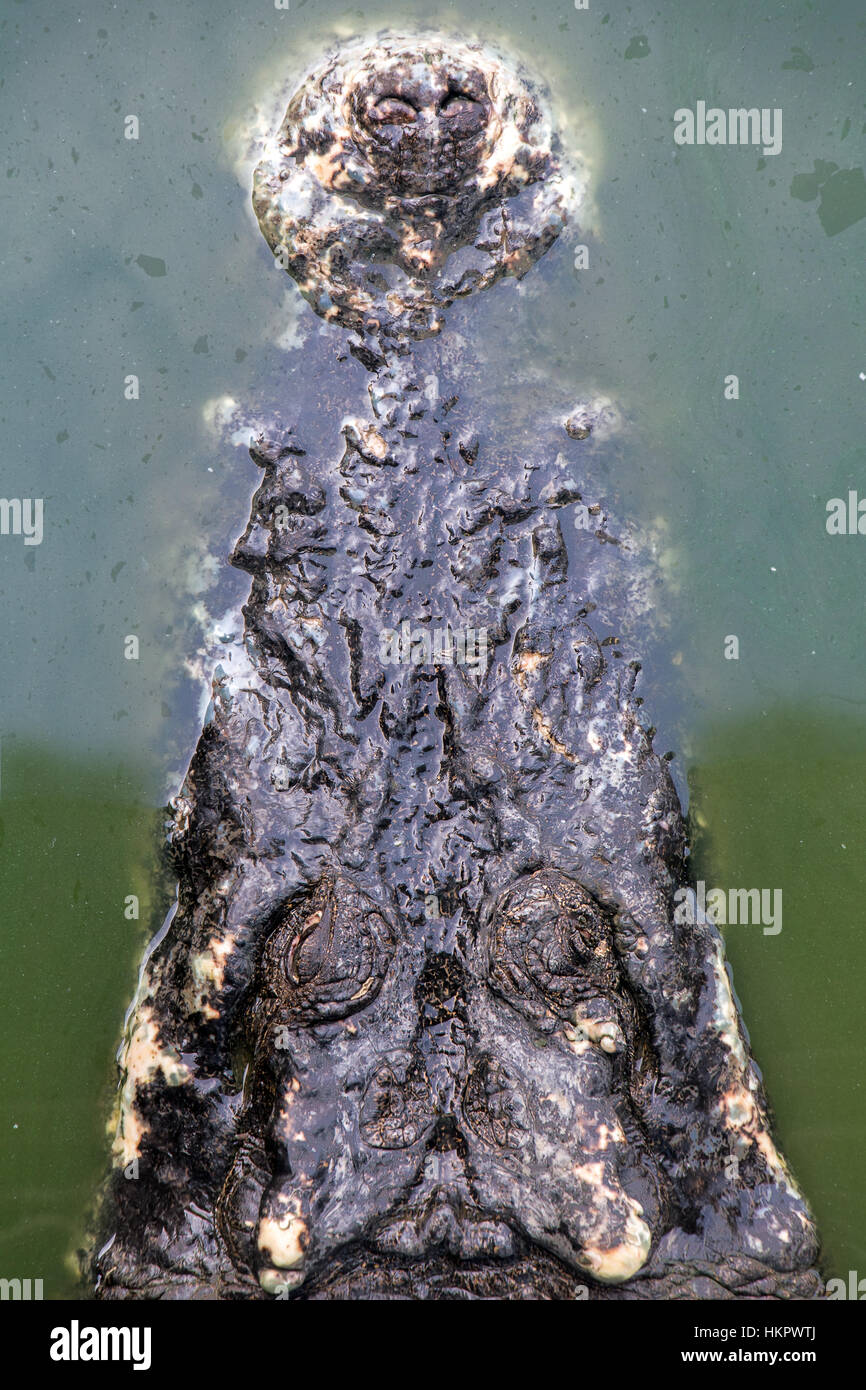 Crocodile floating in the water, above look at head Stock Photo - Alamy