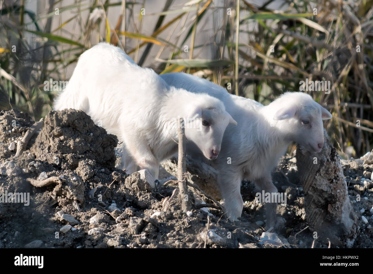 Little sheep hi-res stock photography and images - Alamy