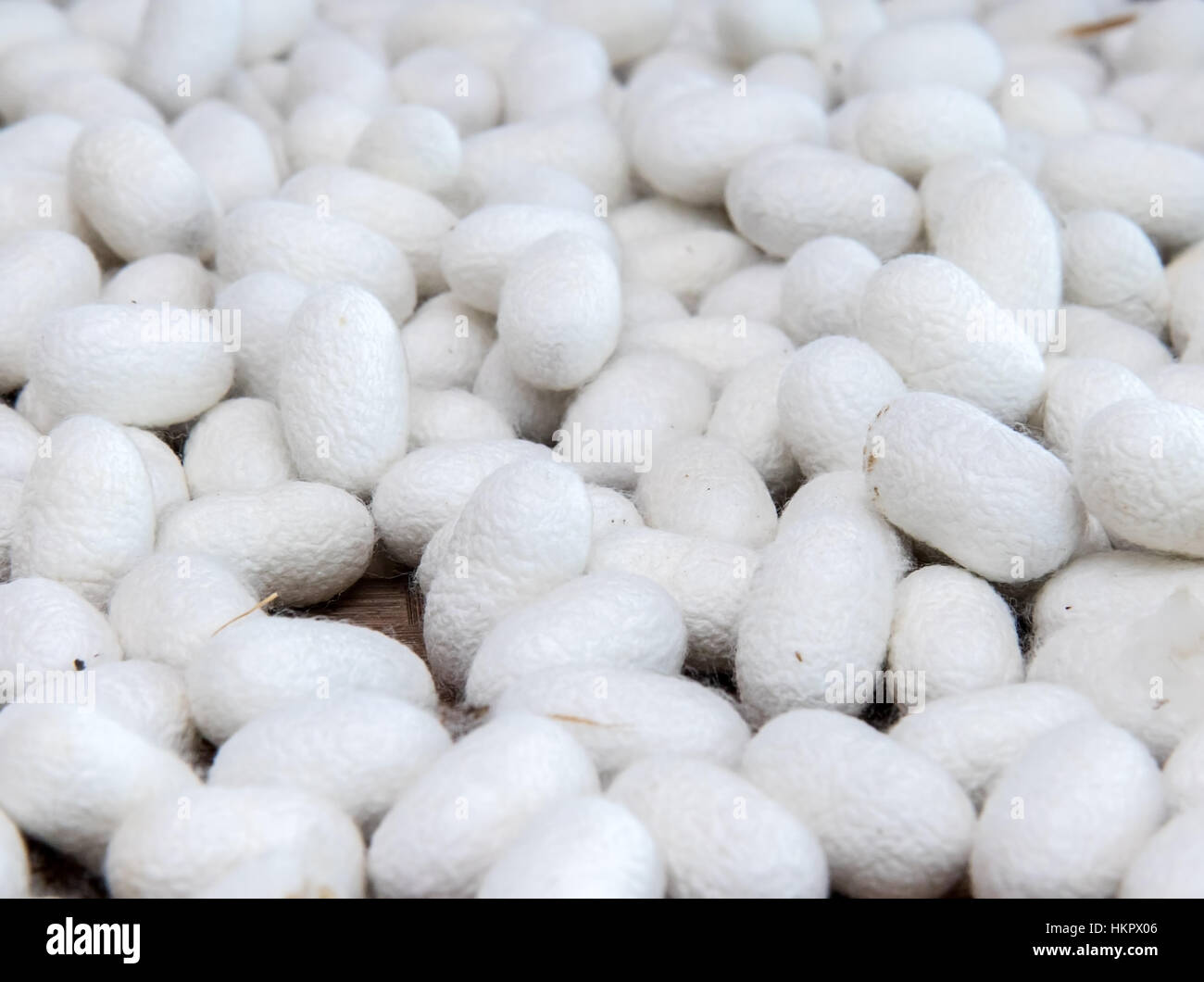 The detailed look at white silkworm cocoons Stock Photo - Alamy