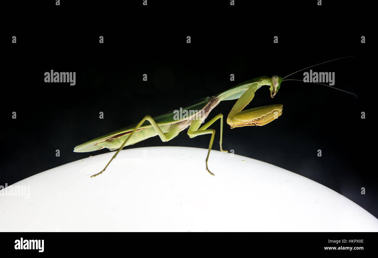 hunting mantis in the night sitting on a lighting lamp Stock Photo - Alamy
