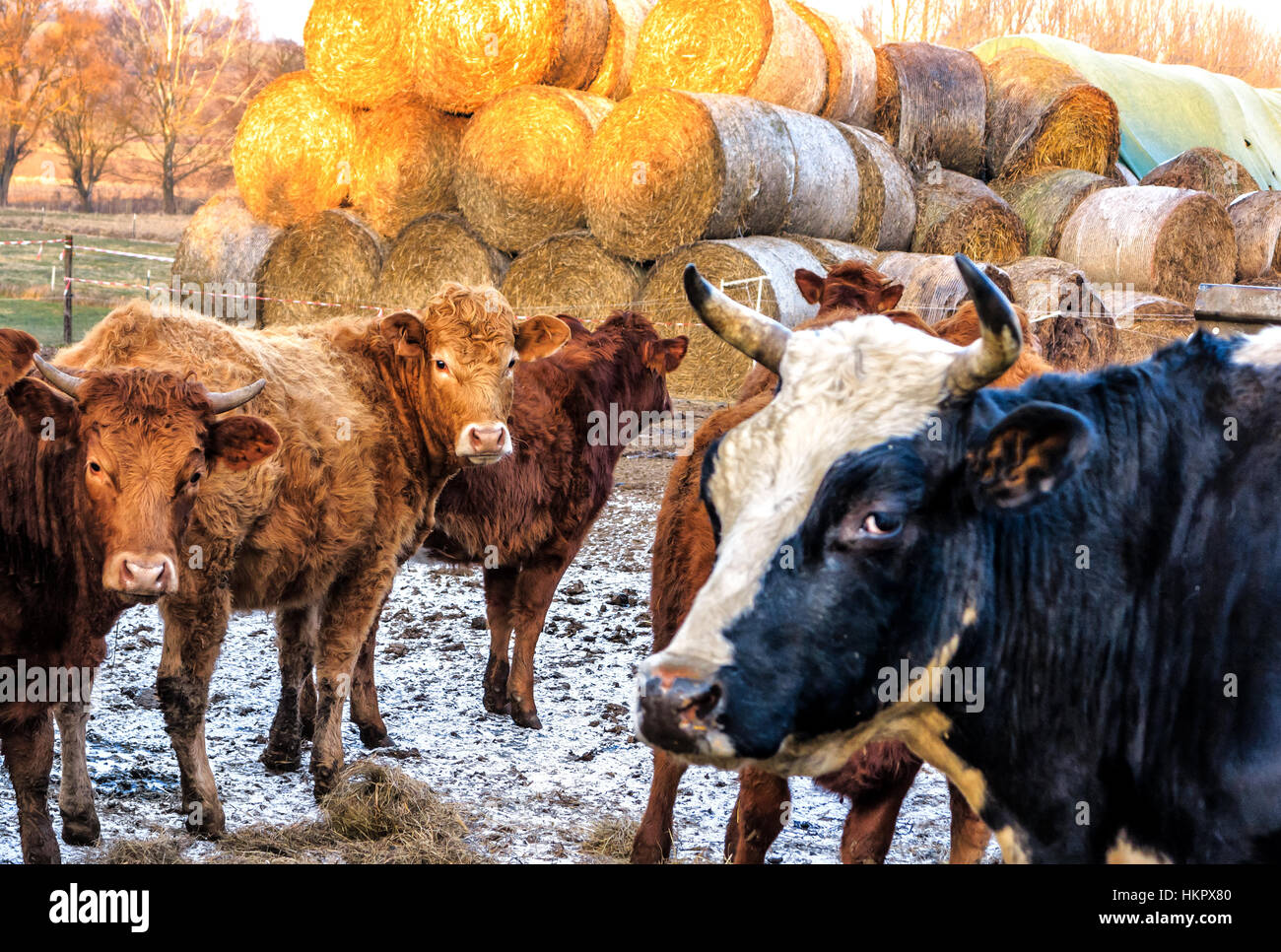 Rural landscape with cows Stock Photo - Alamy