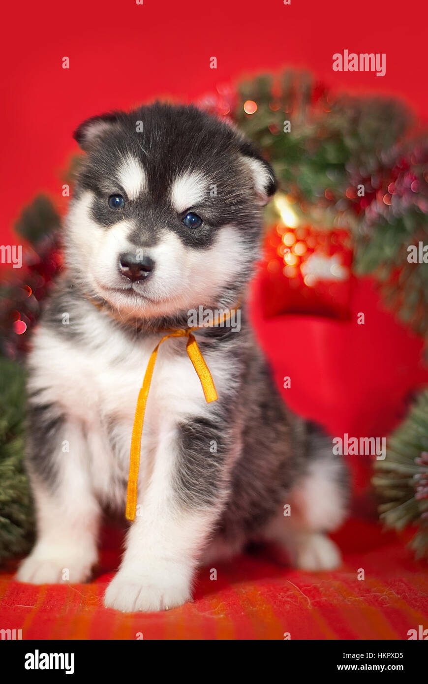 Malamute puppy with a yellow ribbon is sitting on a red background ...