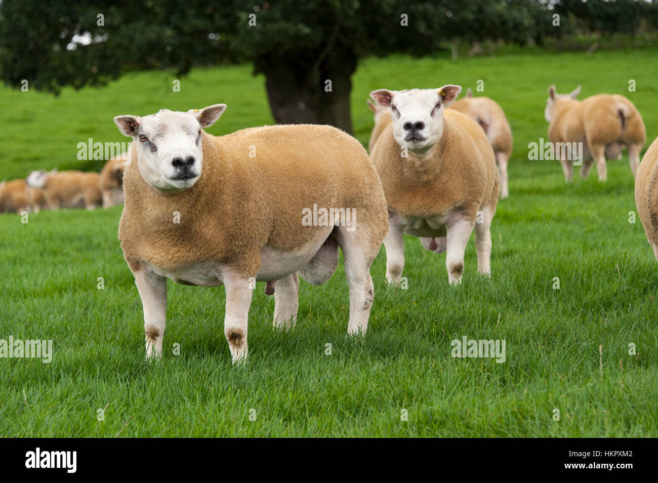 Texel rams ready for autumn sales on pasture, Cumbria, UK Stock Photo ...