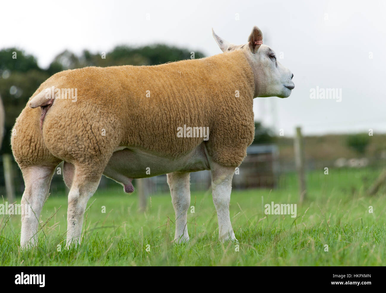 Texel rams ready for autumn sales on pasture, Cumbria, UK Stock Photo ...