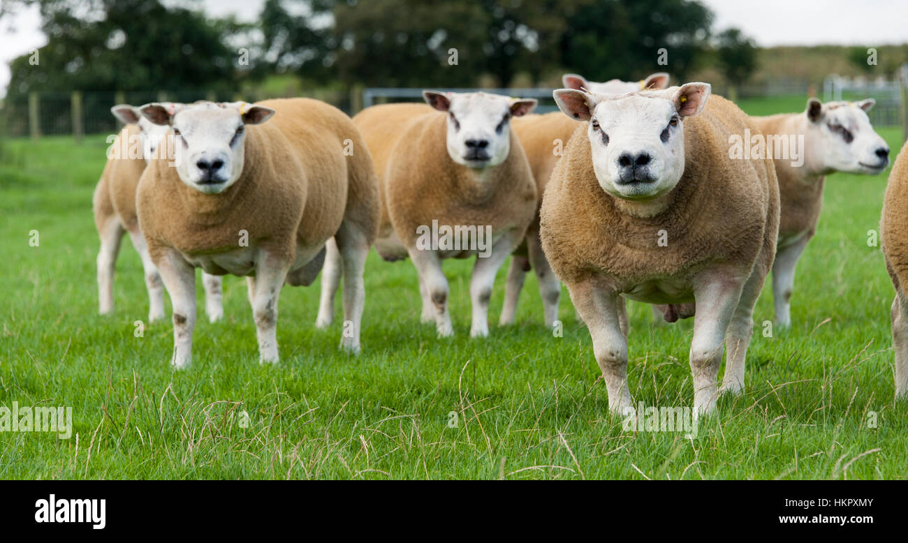 Texel rams ready for autumn sales on pasture, Cumbria, UK Stock Photo ...