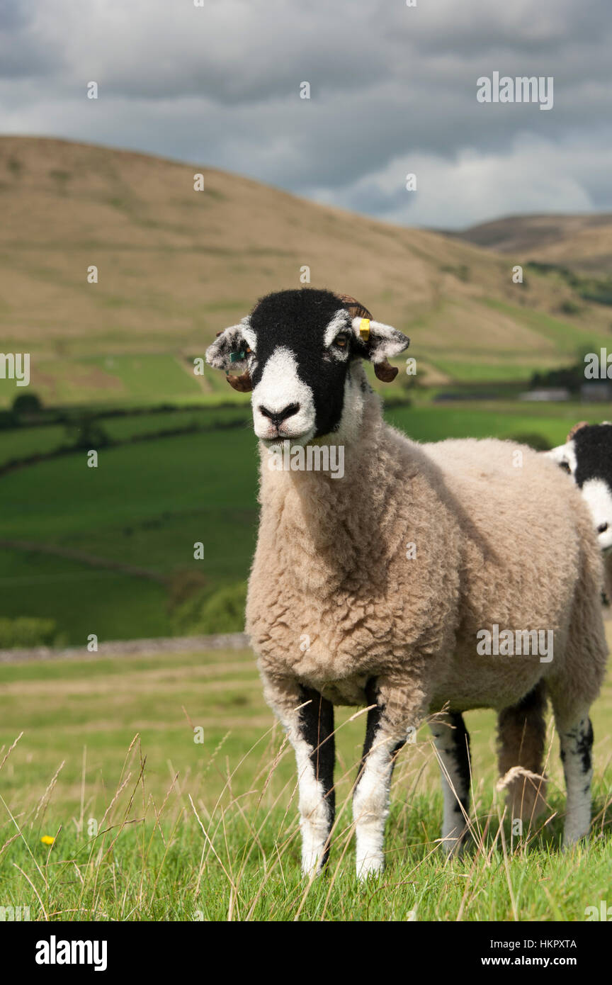 Flock of Swaledale sheep in an upland pasture, with Howgill fells in ...