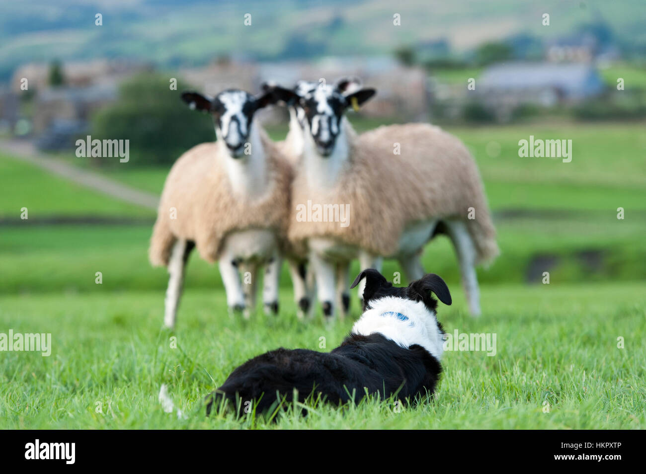 Border collie sheep dog watching a group of mule sheep, Cumbria, UK ...