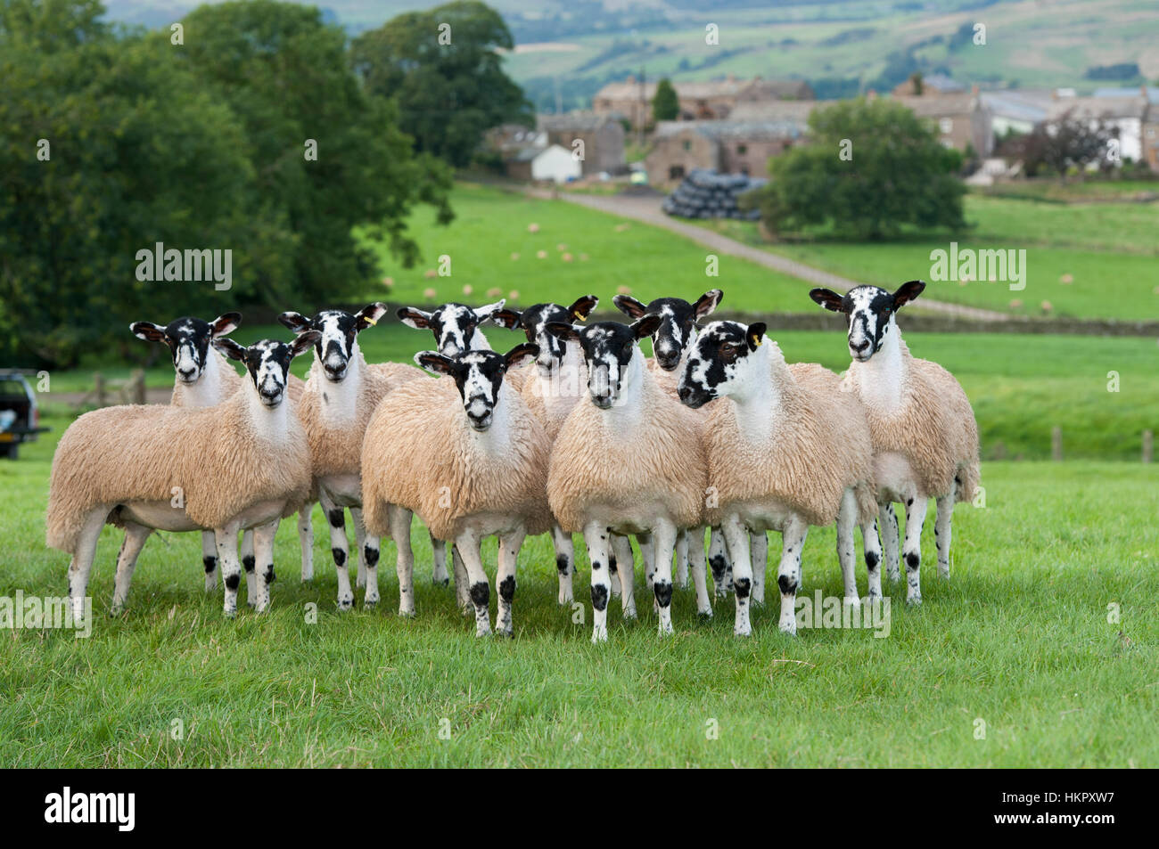 North of England mule gimmer lambs ready for autumn sales, Cumbria, UK ...