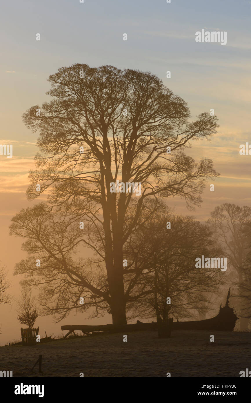 dawn sky just before sunrise Stock Photo - Alamy