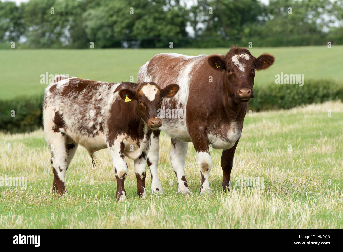 Beef Shorthorn