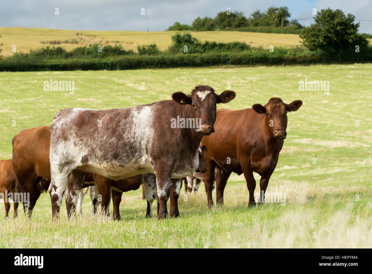 Beef Shorthorn cattle on pasture, Worcestershire Stock Photo - Alamy