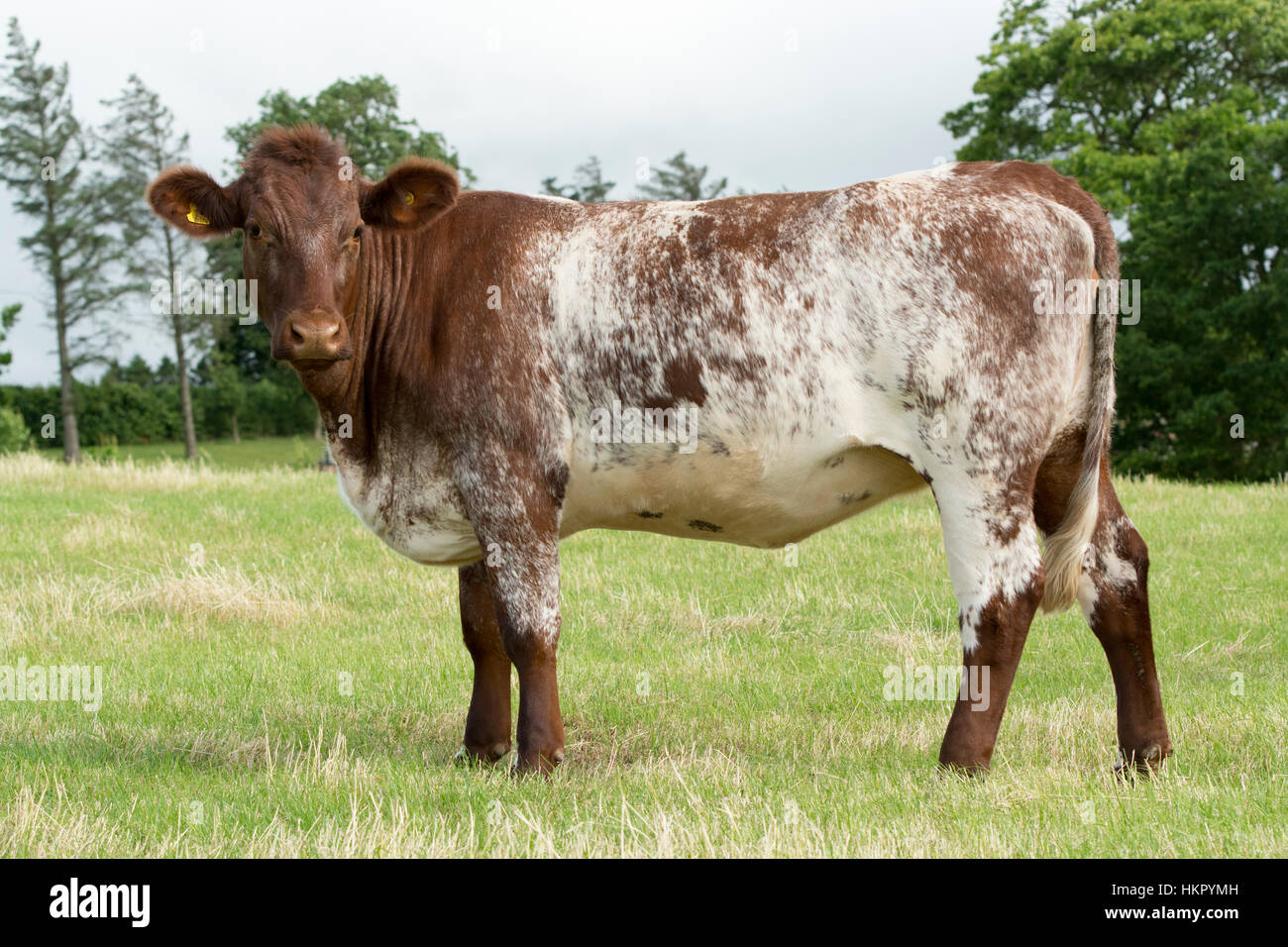 Beef Shorthorn cattle on pasture, Worcestershire Stock Photo - Alamy