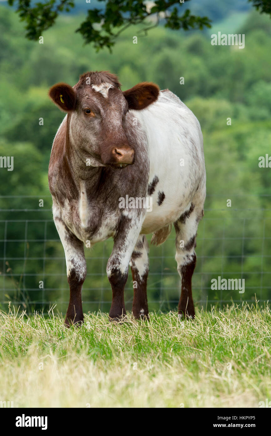 Roan shorthorn hi-res stock photography and images - Alamy