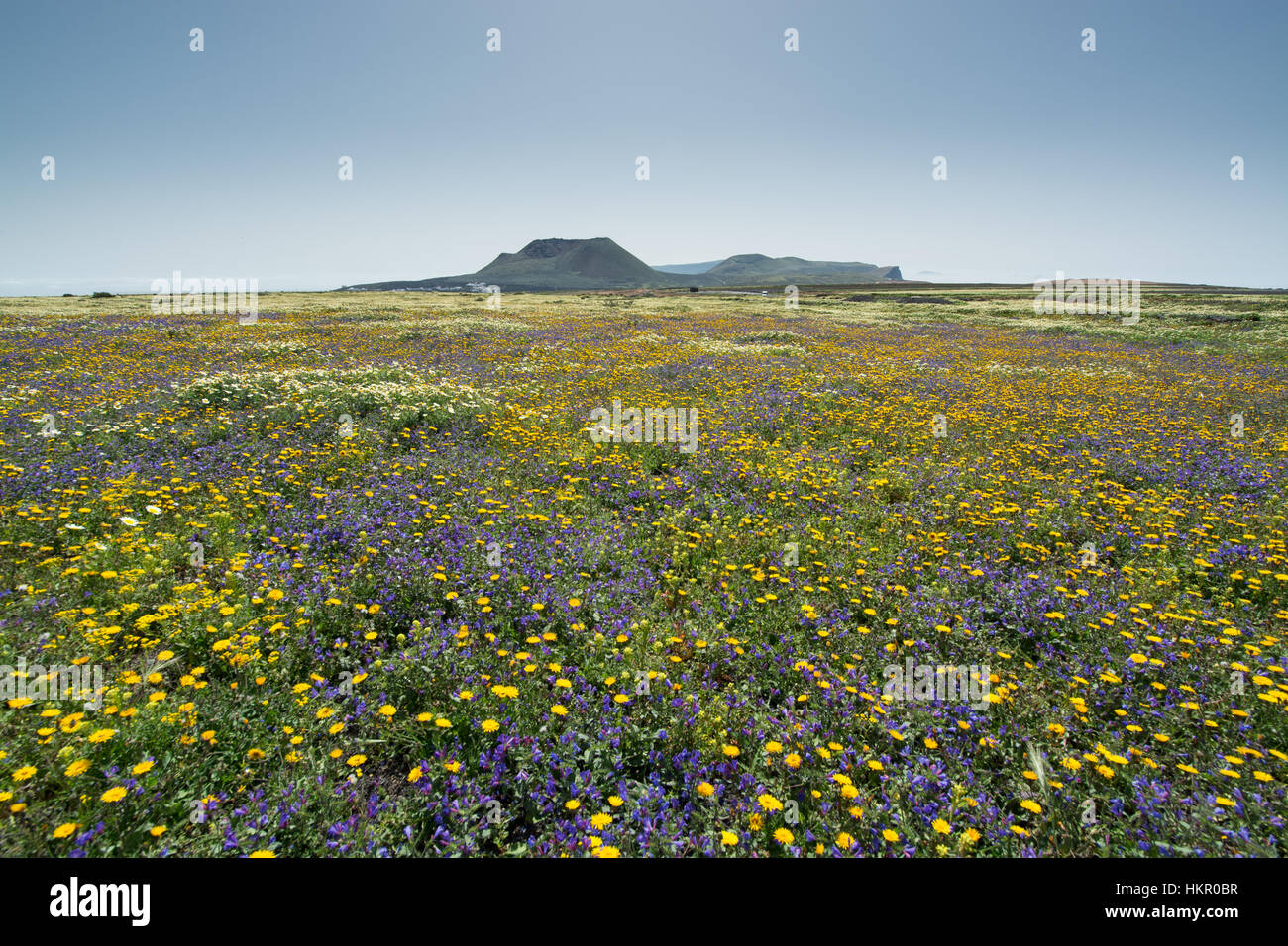 Field of spring flowers and sunny day Stock Photo - Alamy