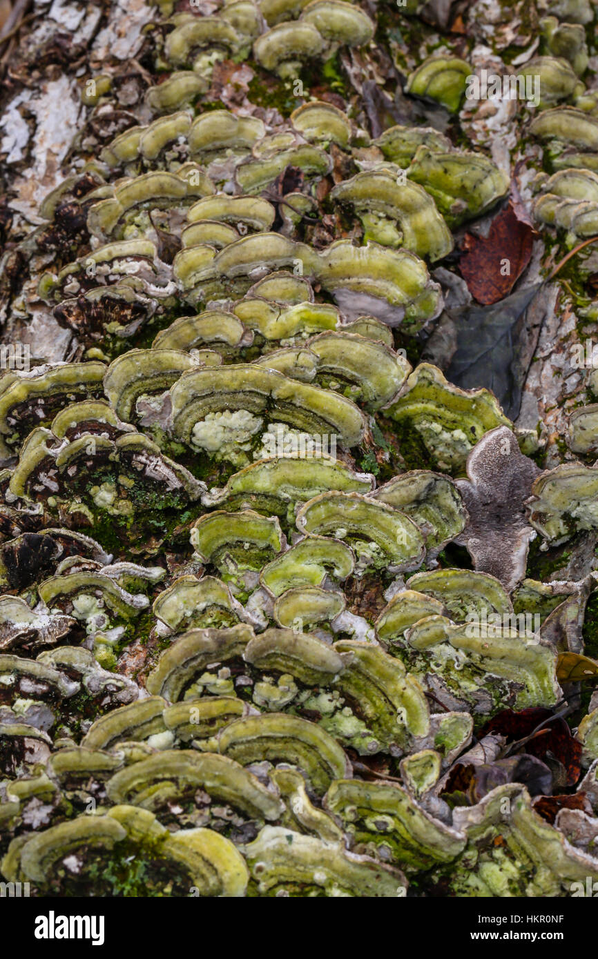 Turkey Tail Fungi (Trametes versicolor) growing on a felled tree Stock ...