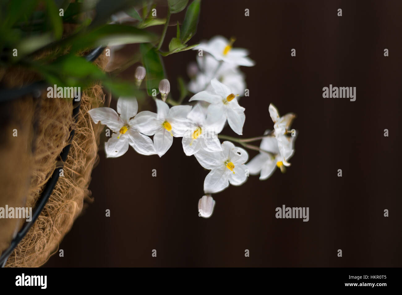 Nice flowers in the garden Stock Photo - Alamy