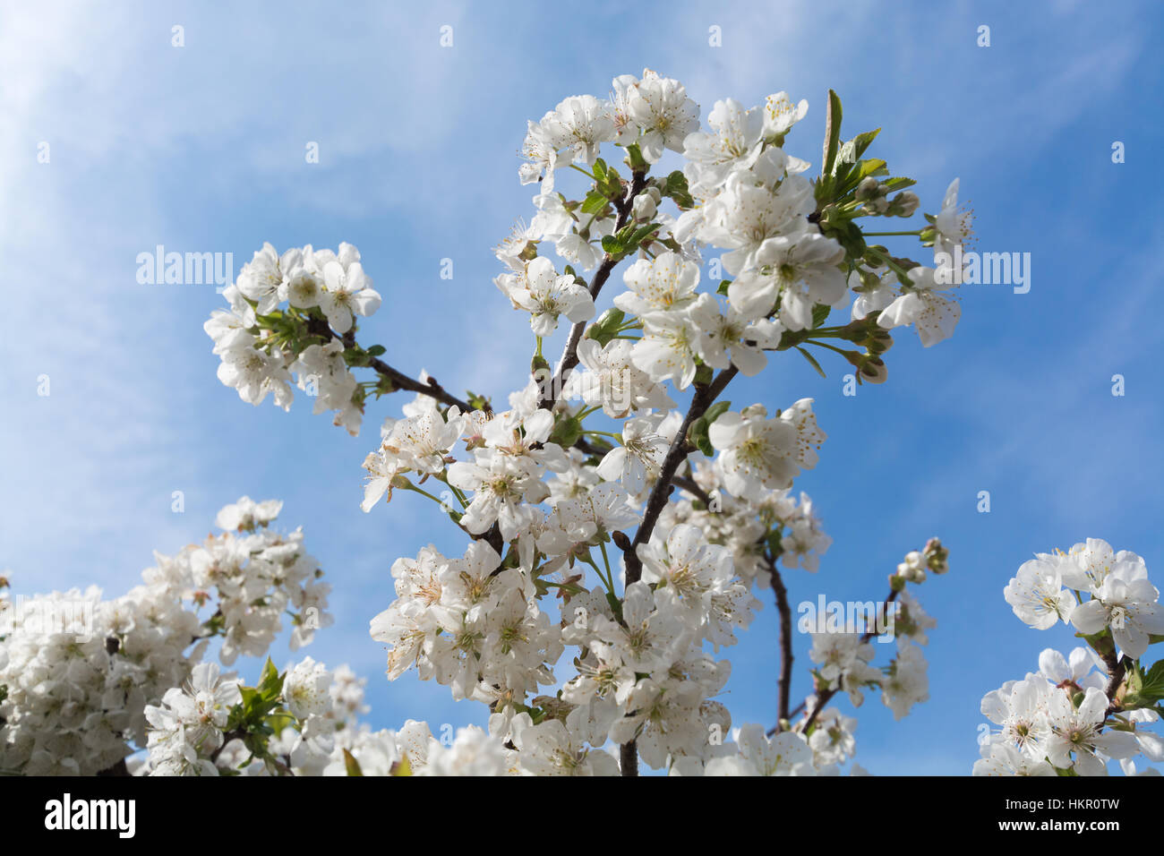 Blossom apple over nature background, spring flowers Stock Photo - Alamy