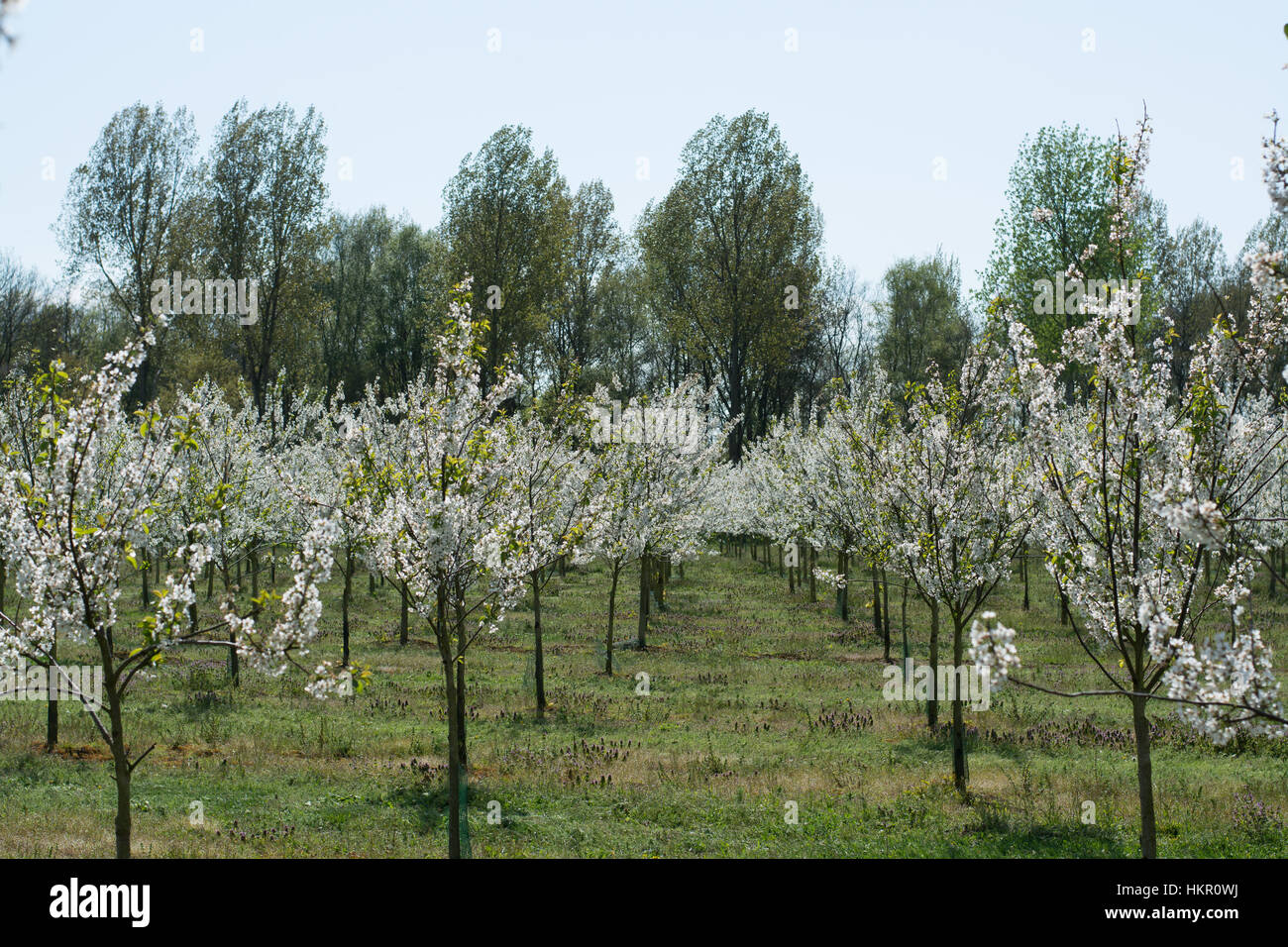 Blossom apple over nature background, spring flowers Stock Photo - Alamy