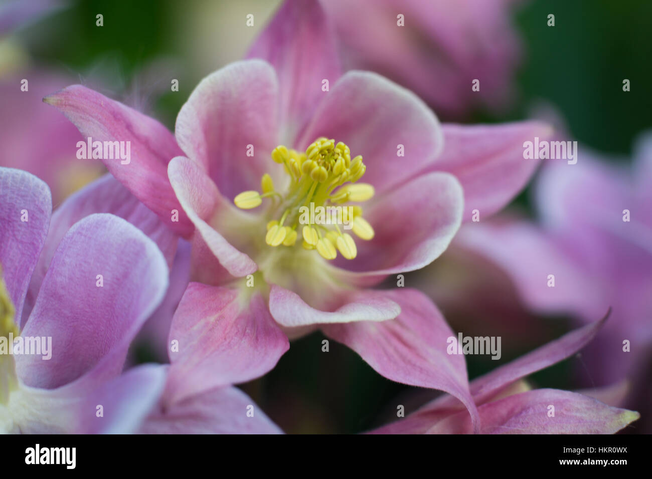Nice flowers in the garden Stock Photo - Alamy