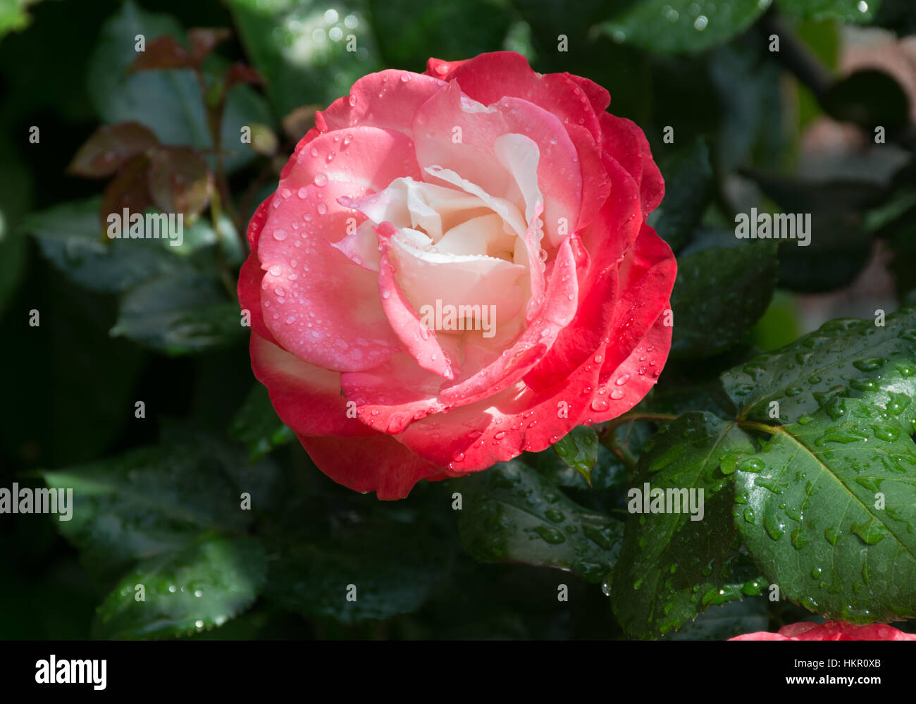 Nice pink rose flower in the garden Stock Photo - Alamy