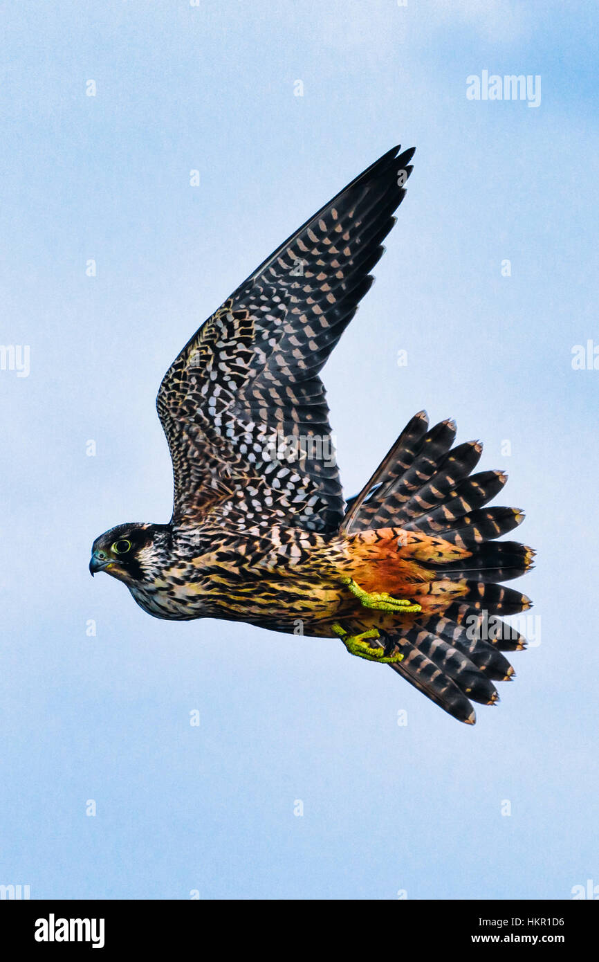 Peregrine falcon prey hunting hi-res stock photography and images - Alamy