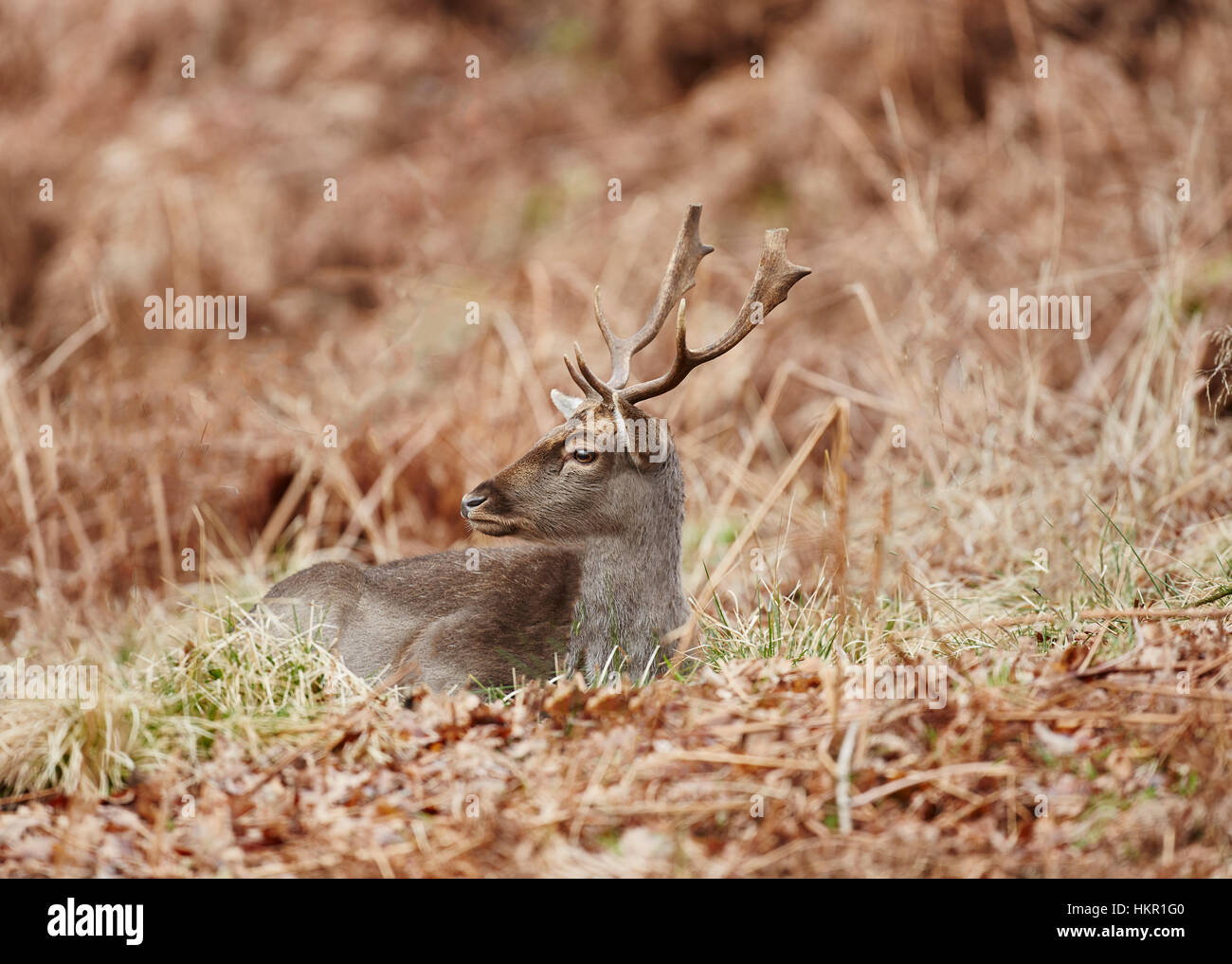 A Fallow deer resting in a forrest clearing Stock Photo - Alamy