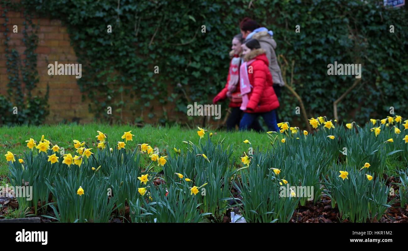 An early bloom to daffodils in woolton hi-res stock photography and ...