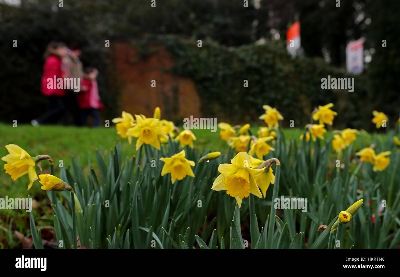 An early bloom to daffodils in Woolton, Liverpool Stock Photo - Alamy
