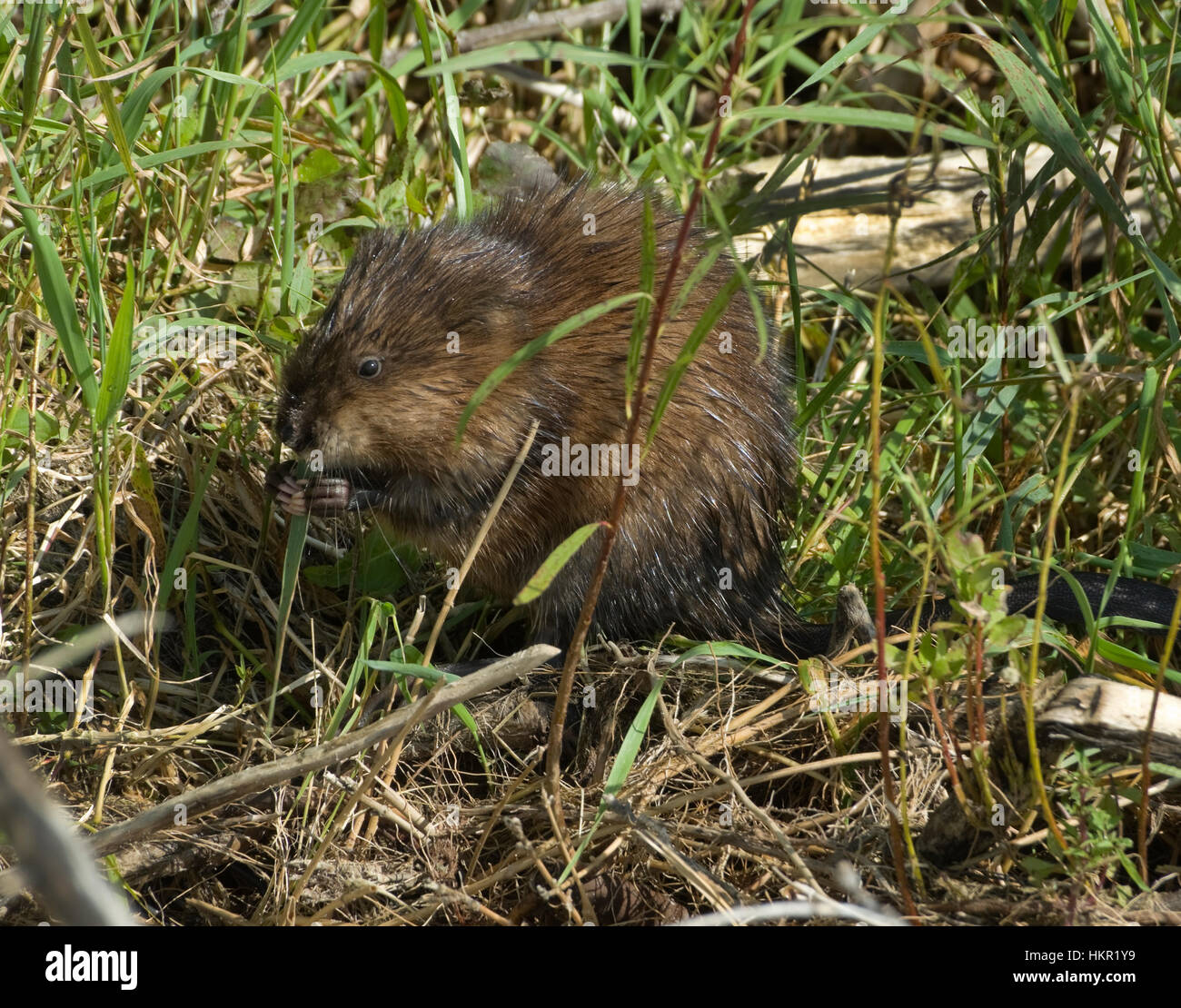 Muskrat, Ondatra zibethica, feeding on shoreline grasses Stock Photo ...