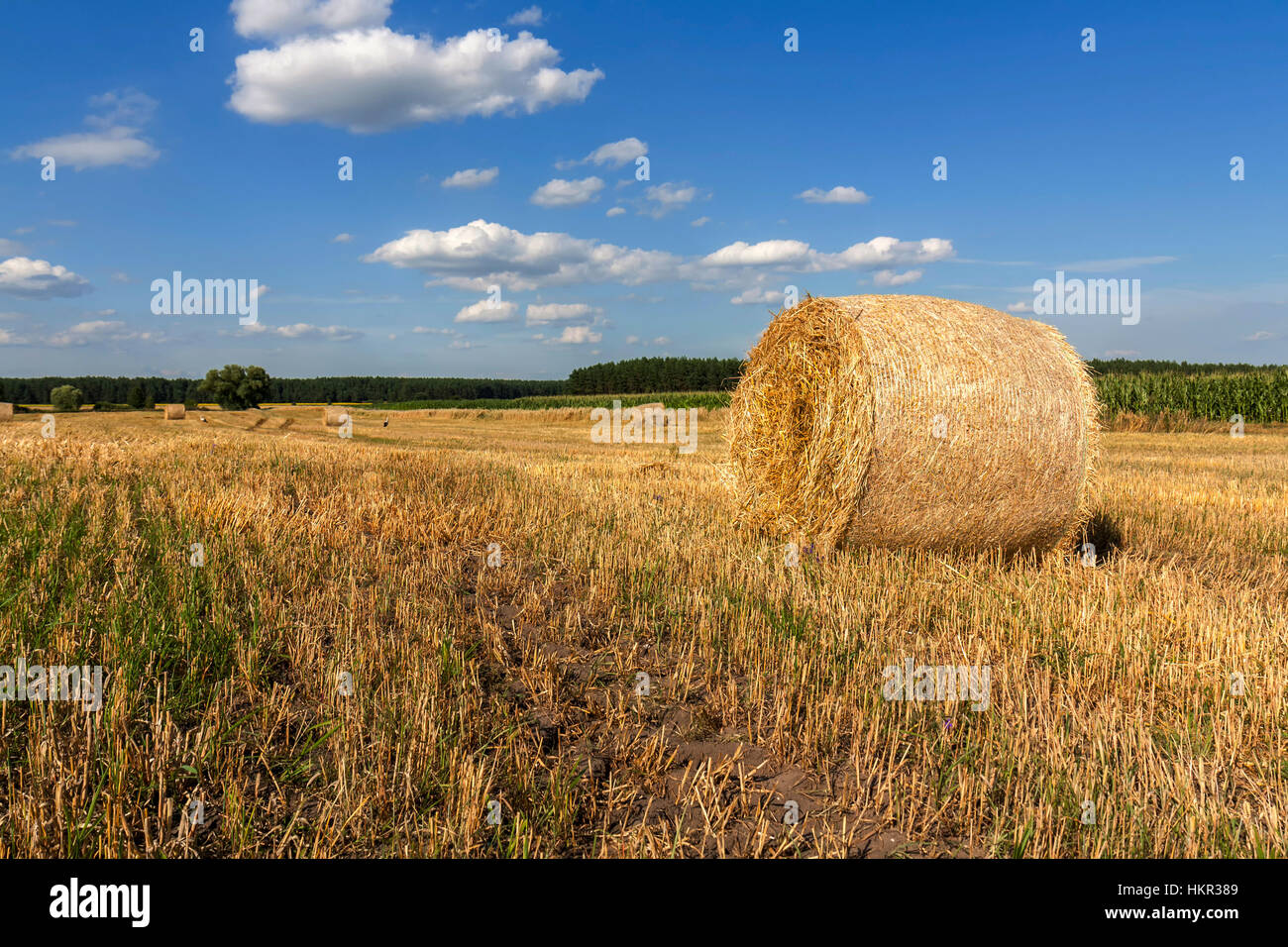 Straw bales in fields farmland with blue cloudy sky at harvesting time ...