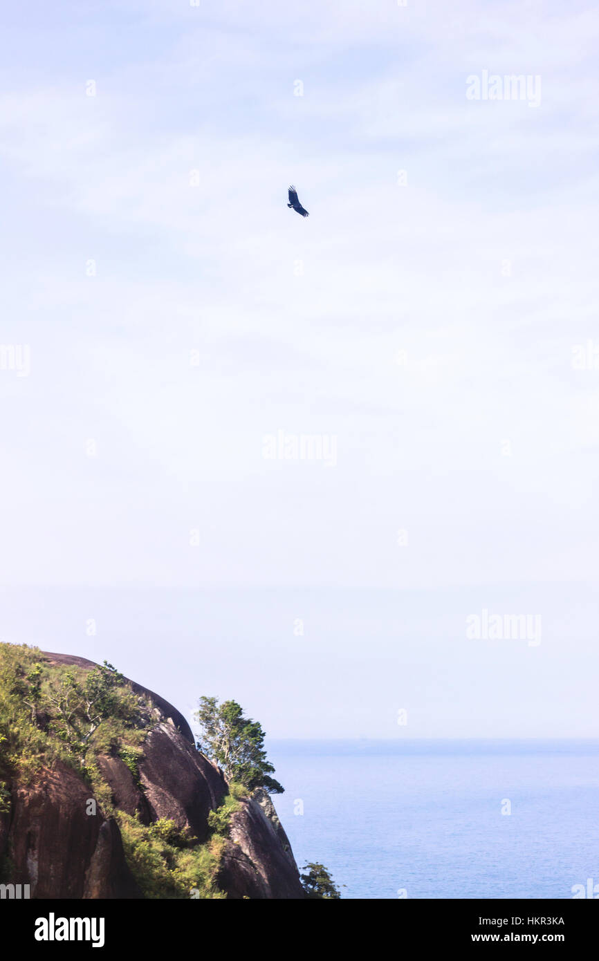 Close flying bird hi-res stock photography and images - Alamy