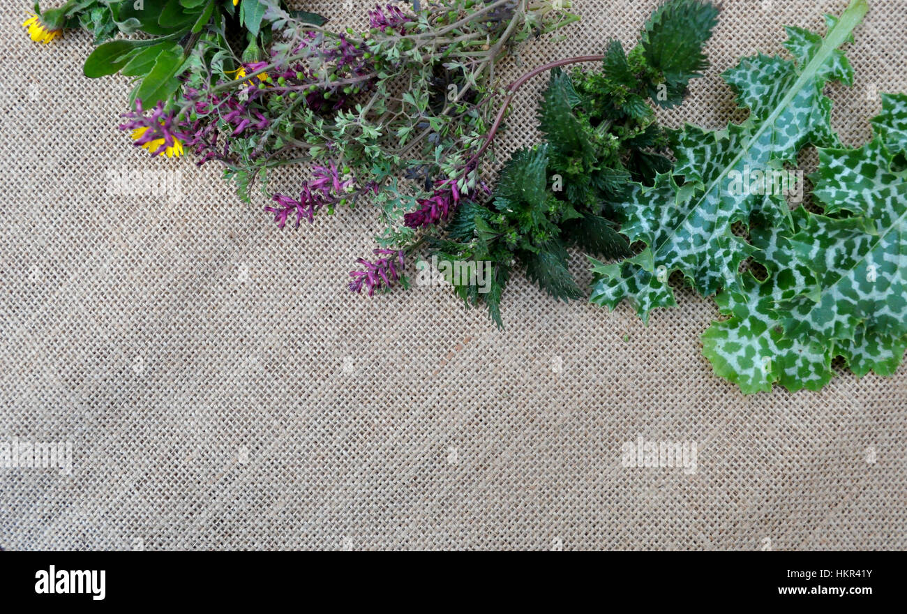 Wild spring herbs on a burlap Stock Photo - Alamy