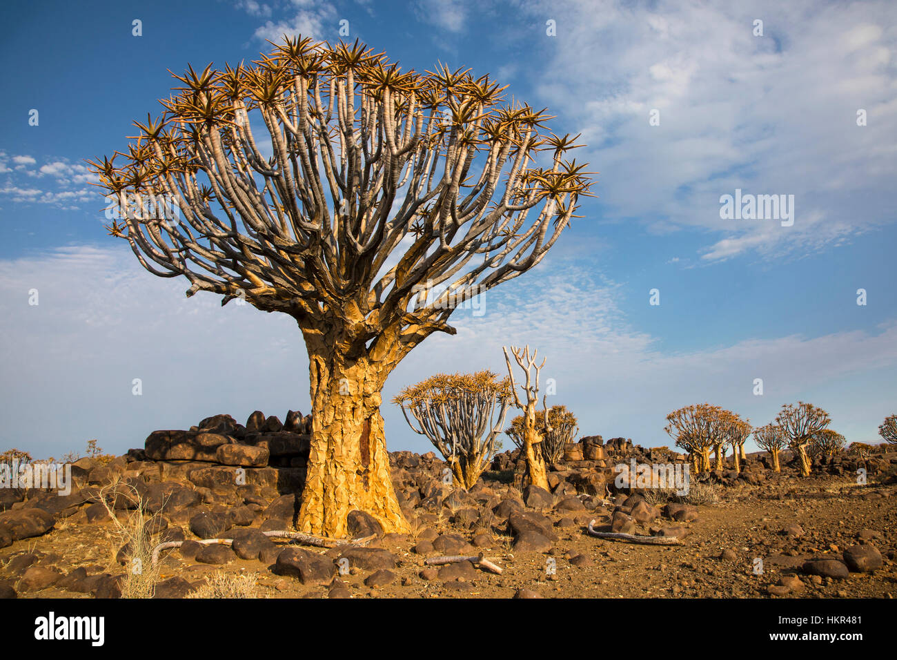 Quiver Tree Forest, Kokerboom Woud, Aloe dichotoma, Mesosaurus Fossil ...