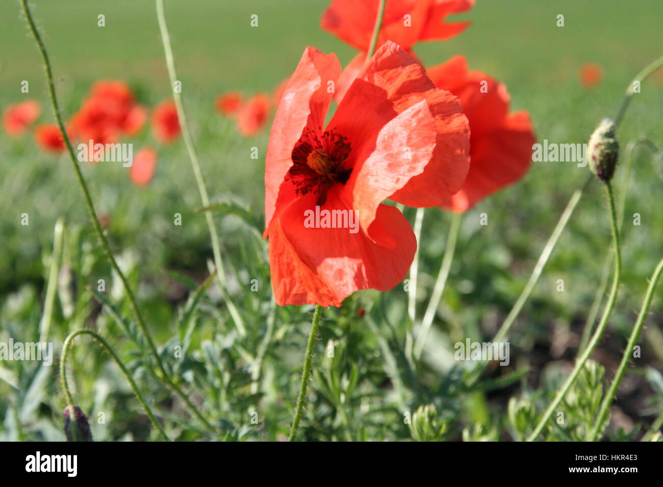 poppies on the meadow at springtime, blurred photo for background Stock ...