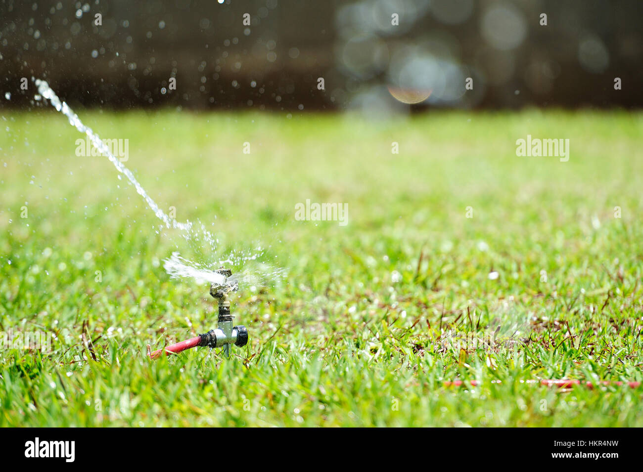 water splash from sprinkler on lawn in green grass Stock Photo - Alamy