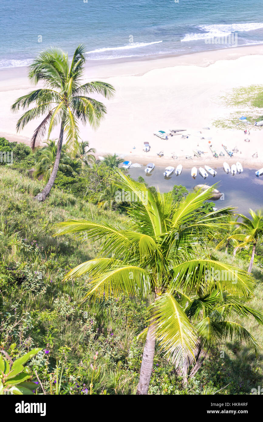 Ilhabela, Brazil, Partial view of Praia do Bonete with palm tree Stock ...