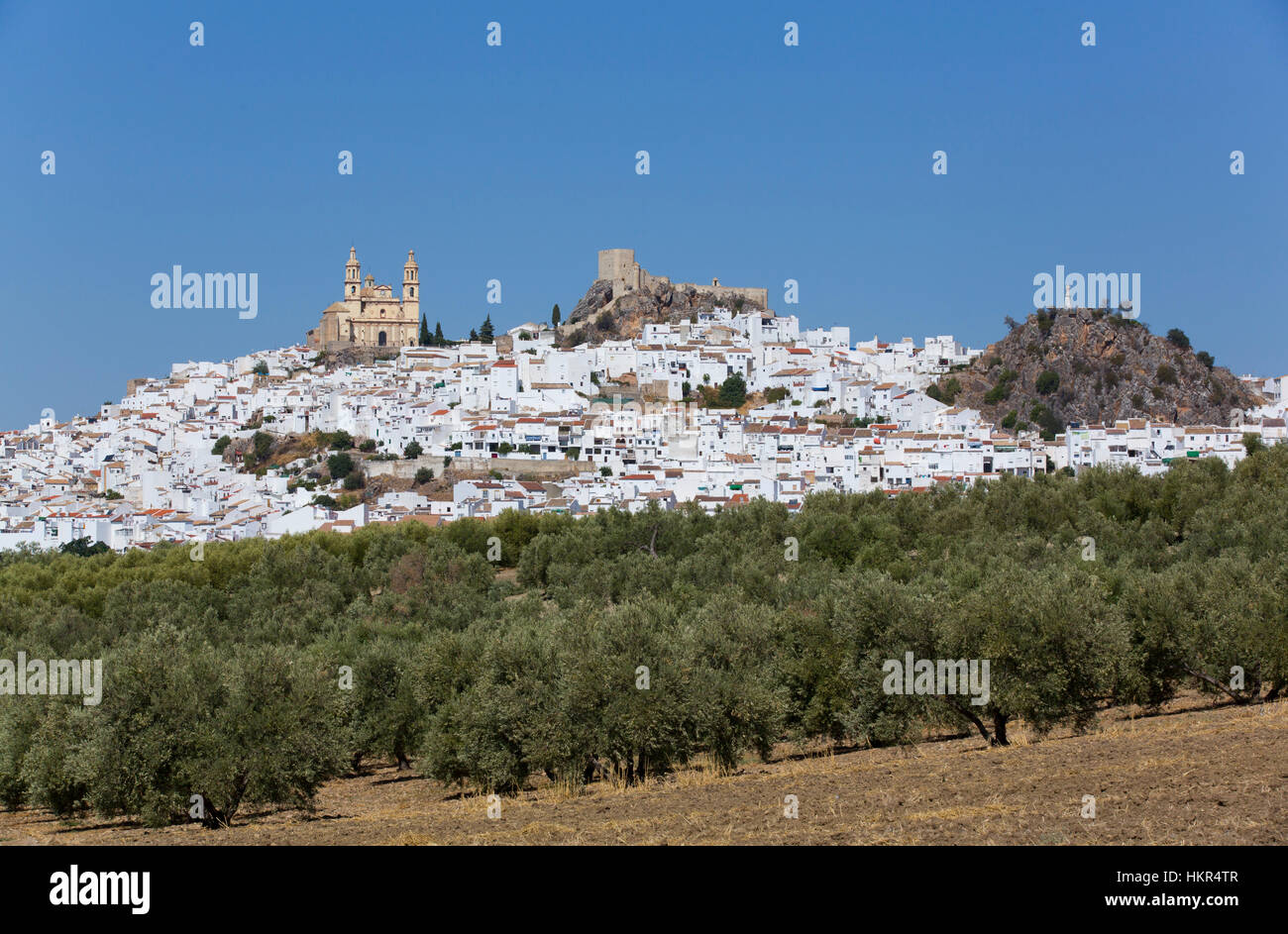 Olive trees (foreground), Nuestra Senora de la Encarnacion Church (left ...