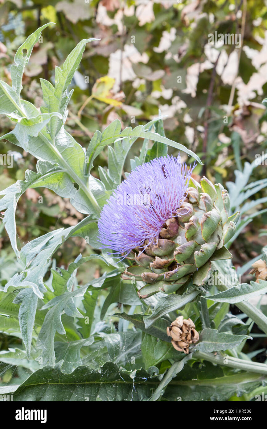 Bees pollinating the purple flowering head of an artichoke. Close up of ...