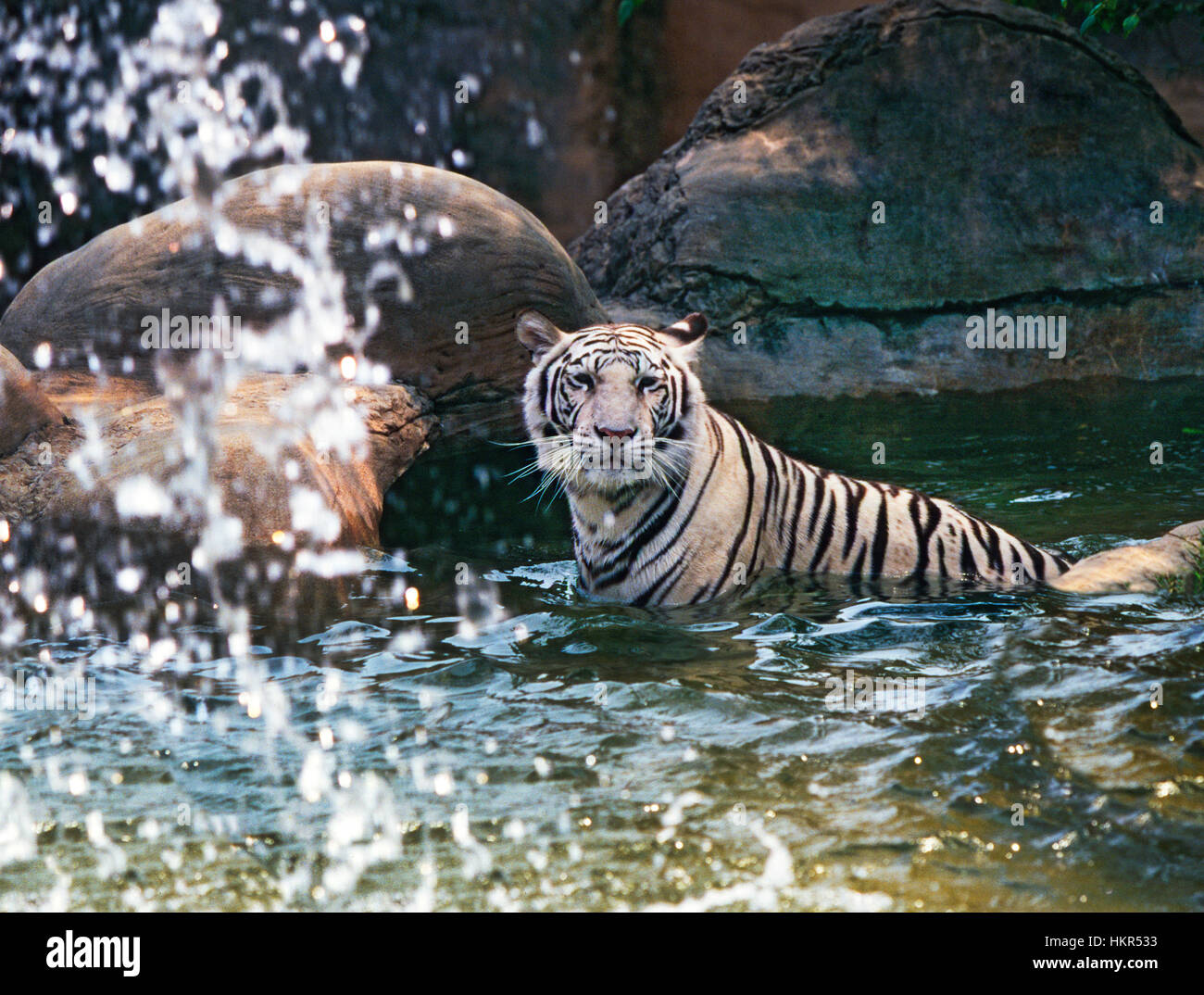 A young, light colored Asian tiger, (Panthera tigris), this one a ...