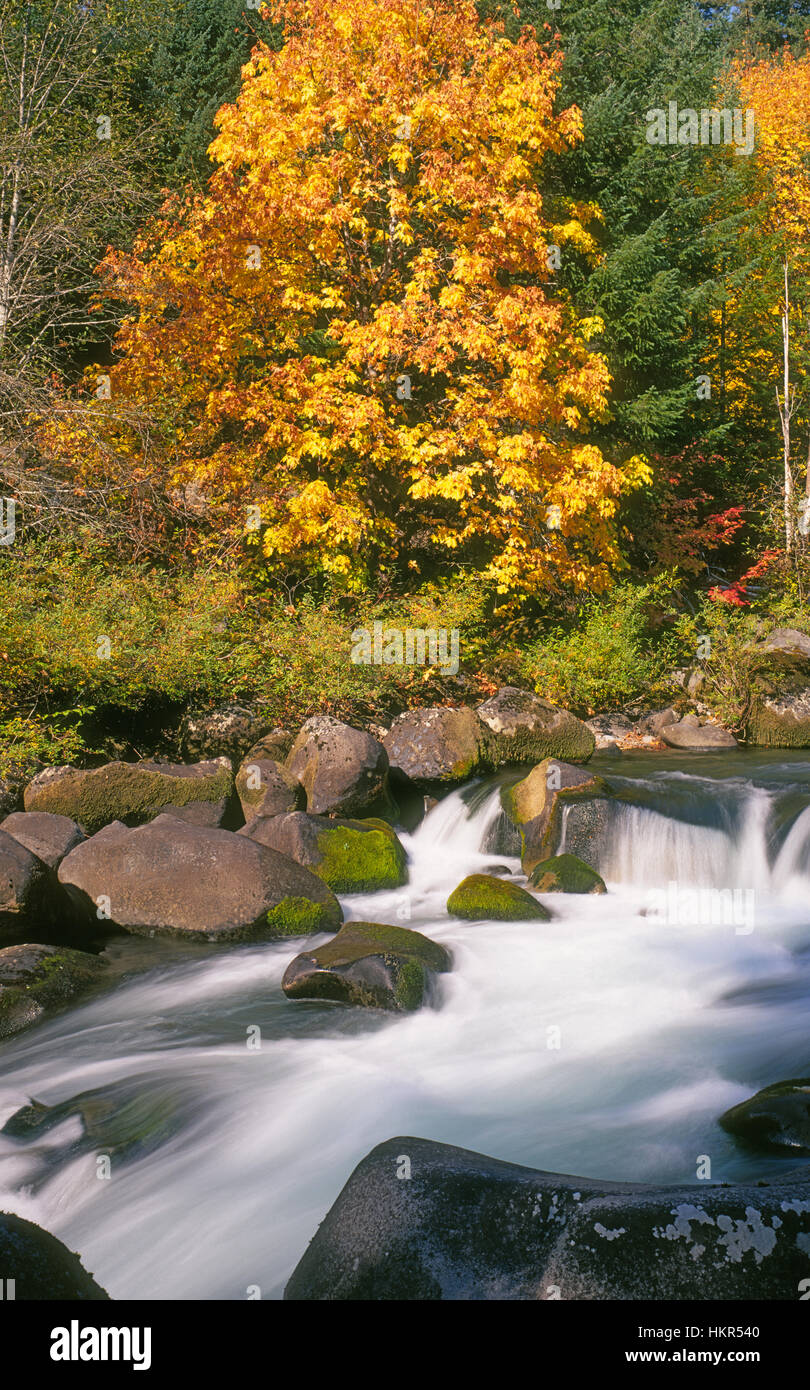 A small mountain brook in the Cascade Mountains of Central Oregon ...