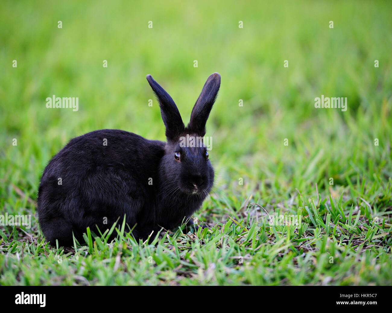 small black rabbit on green lawn grass Stock Photo - Alamy