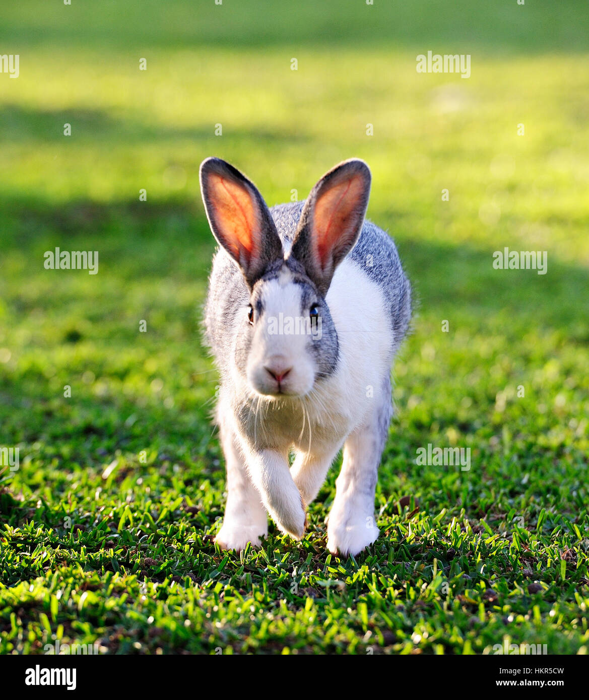 Rabbit young grass hi-res stock photography and images - Alamy