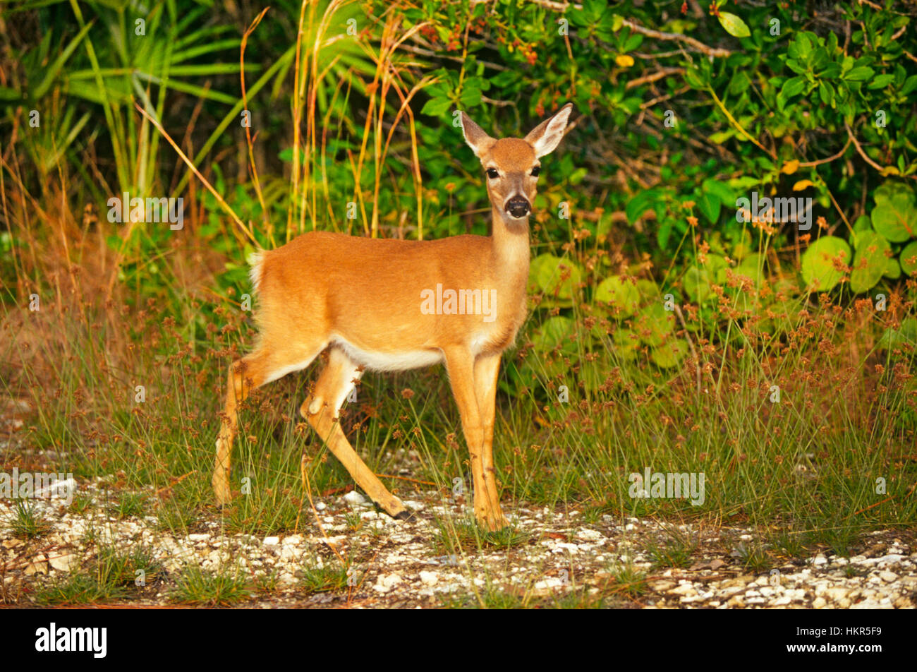 The Key deer (Odocoileus virginianus clavium) is an endangered deer ...