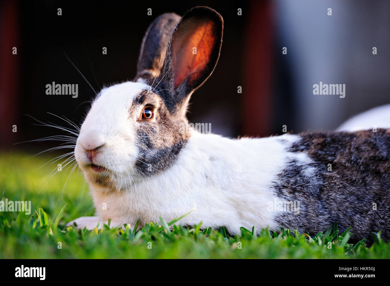 white gray rabbit close up laying on green grass Stock Photo - Alamy
