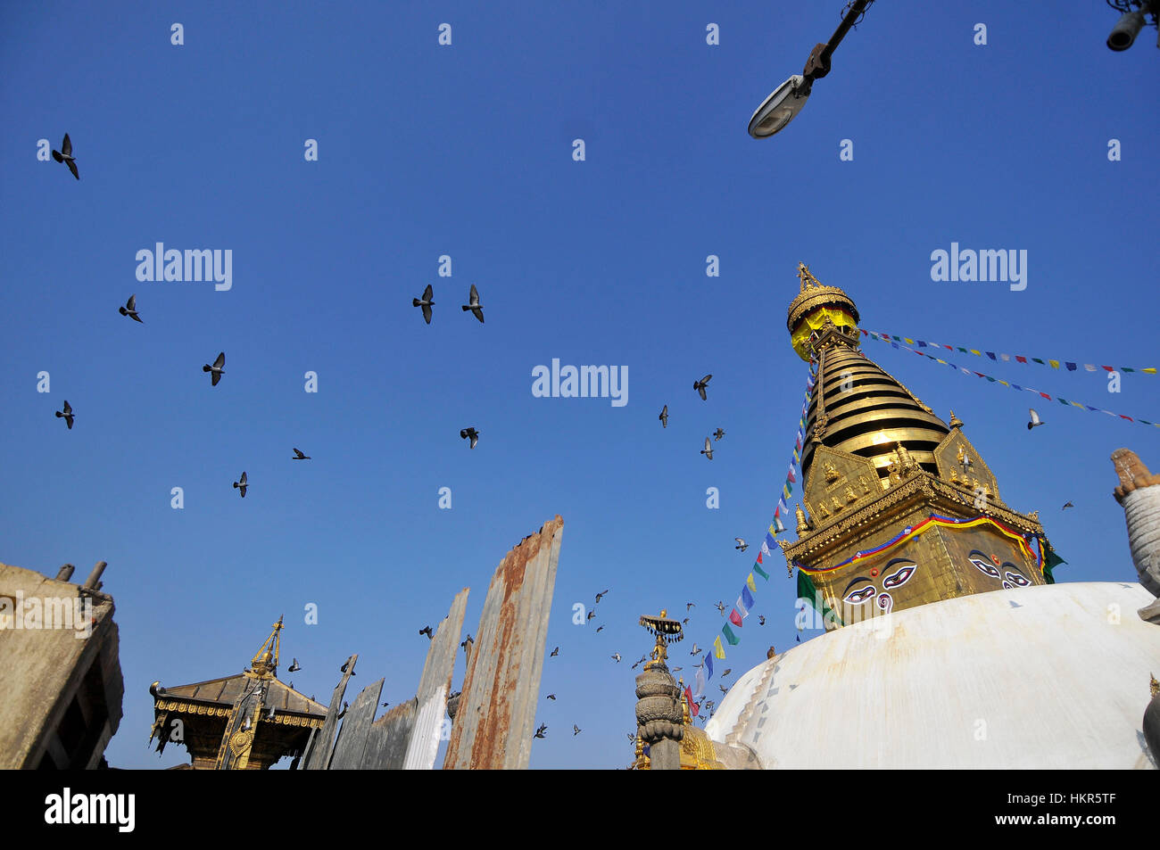 Kathmandu, Nepal. 29th Jan, 2017. Pigeon flying around the ... Kathmandu, Nepal. 29th Jan, 2017. Pigeon flying around the ...