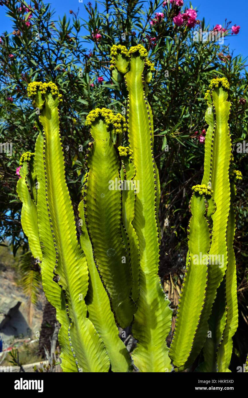 Green flowering euphobia cactus with bougainvillea behind Stock Photo ...